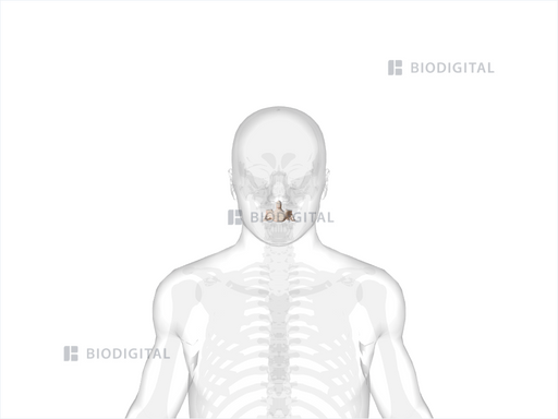 Axis second cervical vertebra | BioDigital Anatomy