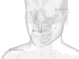 Maxillary central incisor | BioDigital Anatomy