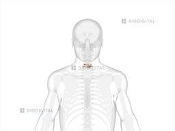 Sixth cervical vertebra | BioDigital Anatomy