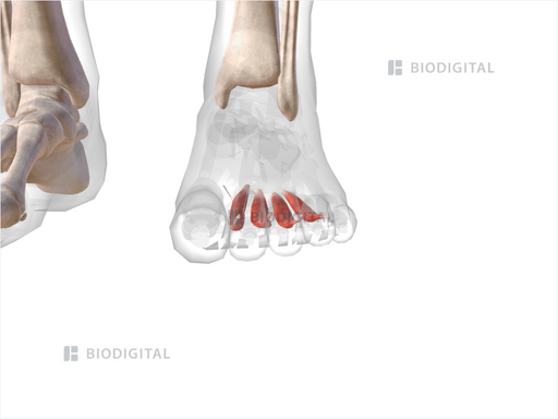 Lumbrical muscles of left foot | BioDigital Anatomy