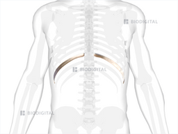 Tenth rib | BioDigital Anatomy