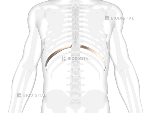 Tenth rib | BioDigital Anatomy