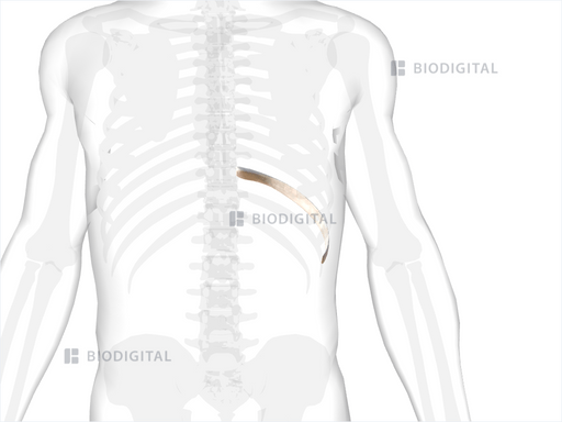 Left tenth rib | BioDigital Anatomy