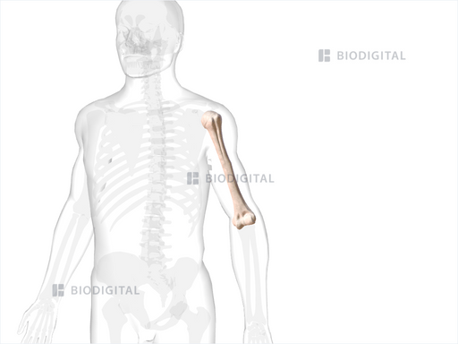 Left humerus | BioDigital Anatomy