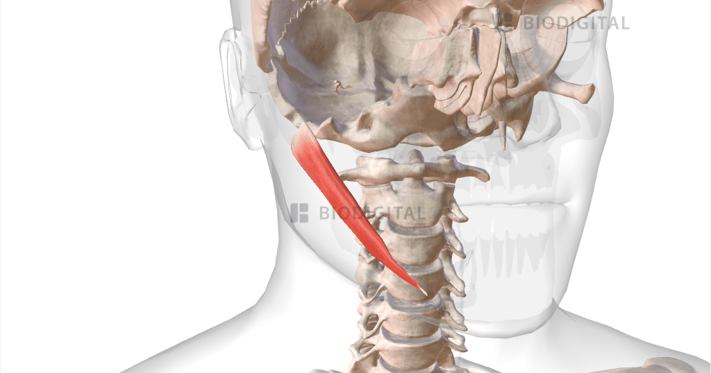 Digastric Muscle