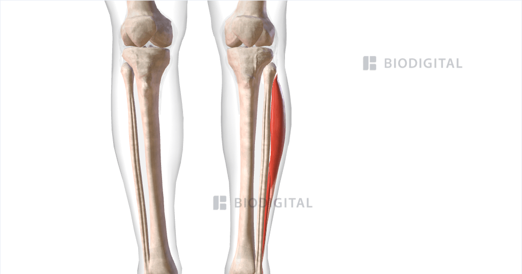 Medial Lower Leg Anatomy Bones Lower Limb Human Highest Anatomy Human