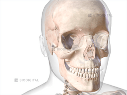Right tensor tympani | BioDigital Anatomy