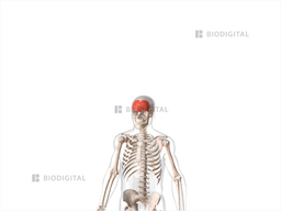 Frontalis | BioDigital Anatomy