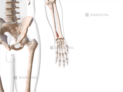 Left extensor indicis | BioDigital Anatomy