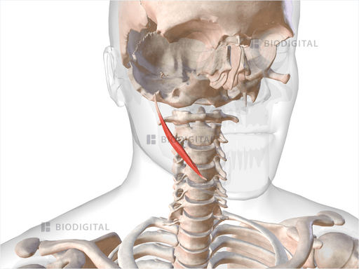 Right stylohyoid | BioDigital Anatomy