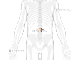 Third lumbar vertebra | BioDigital Anatomy