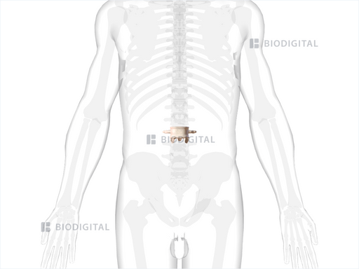 Third lumbar vertebra | BioDigital Anatomy