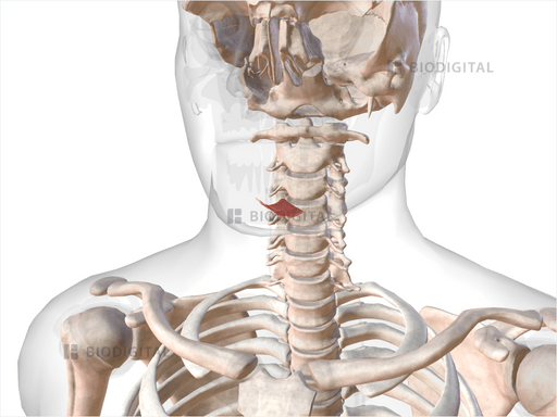 Geniohyoid | BioDigital Anatomy