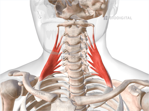 Middle scalene | BioDigital Anatomy