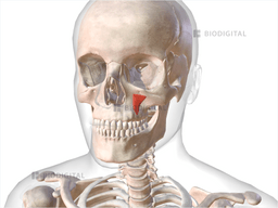 Left levator anguli oris | BioDigital Anatomy