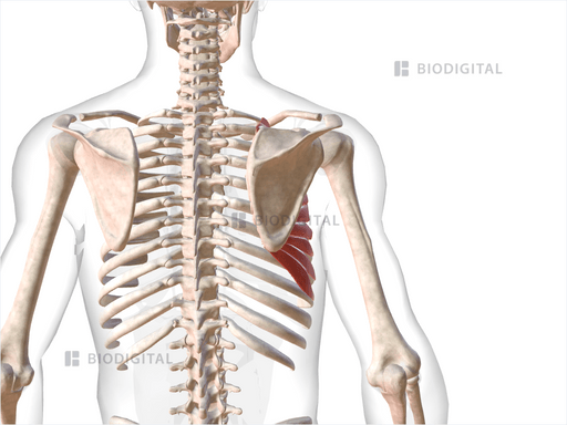 Right serratus anterior | BioDigital Anatomy
