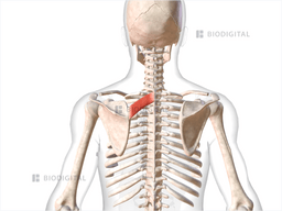 Left rhomboid minor | BioDigital Anatomy