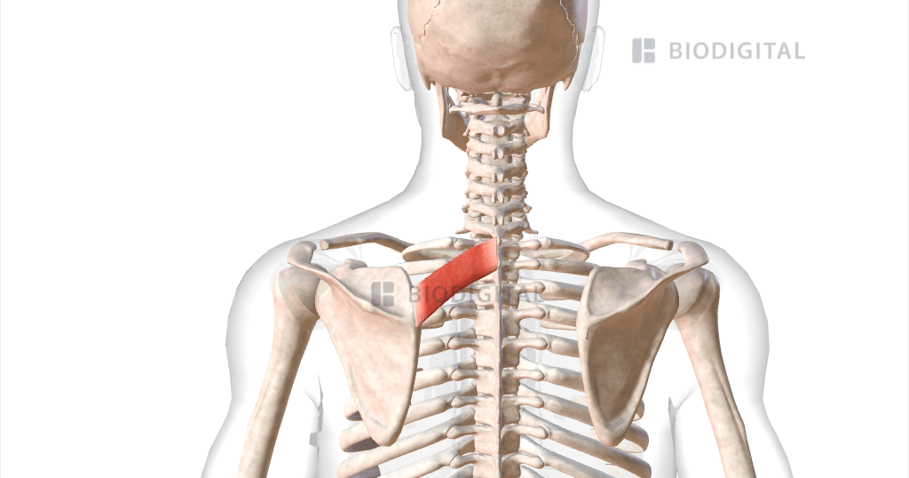 Rhomboid Muscles Anatomy Function And Pathology Kenhub