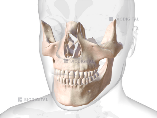 Viscerocranium | BioDigital Anatomy
