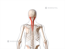 Splenius | BioDigital Anatomy