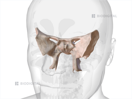 Sphenoid bone | BioDigital Anatomy