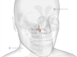 Right inferior nasal concha | BioDigital Anatomy