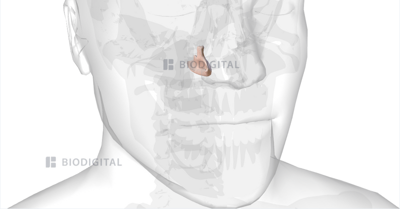 Inferior Nasal Concha