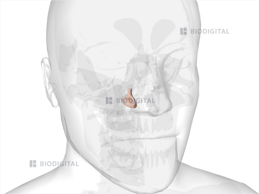 Right inferior nasal concha | BioDigital Anatomy