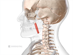 Left superficial head medial pterygoid | BioDigital Anatomy