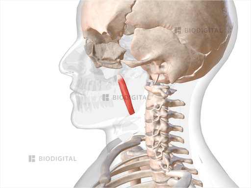 Left superficial head medial pterygoid | BioDigital Anatomy