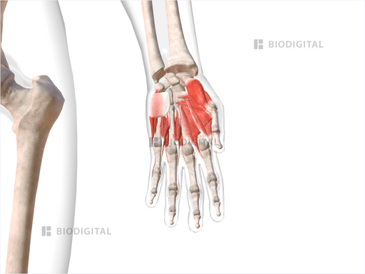 Muscles of left hand | BioDigital Anatomy