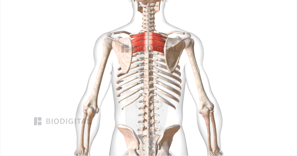 Serratus Posterior Superior Serratus Posterior Muscles Functional