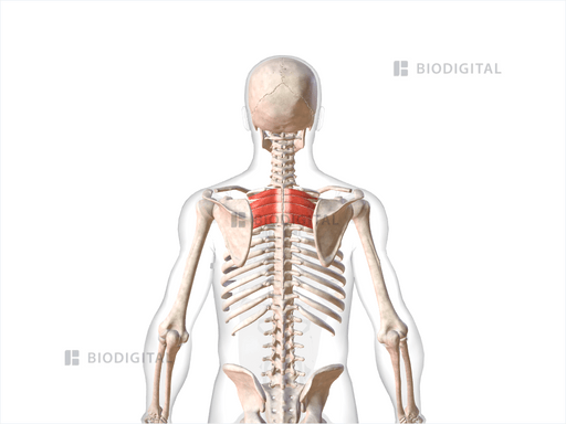 Serratus posterior superior | BioDigital Anatomy