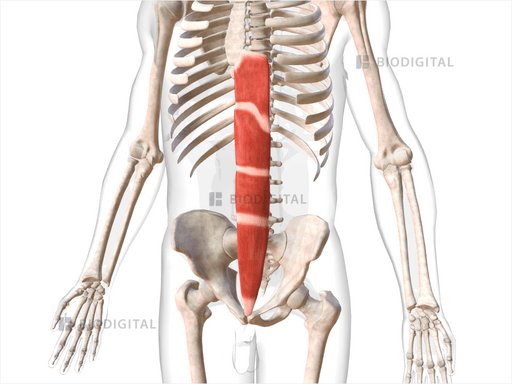 Left rectus abdominis | BioDigital Anatomy