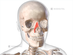 Right nasalis | BioDigital Anatomy