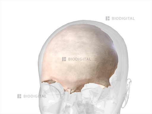 Frontal bone | BioDigital Anatomy