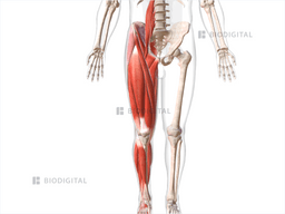 Muscles of right lower limb | BioDigital Anatomy