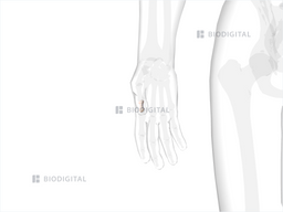 Distal phalanx of right thumb | BioDigital Anatomy