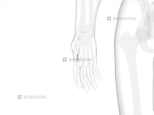 Distal phalanx of right thumb | BioDigital Anatomy