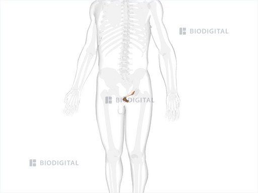 Left Pubis Biodigital Anatomy