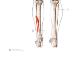 Left flexor hallucis longus | BioDigital Anatomy