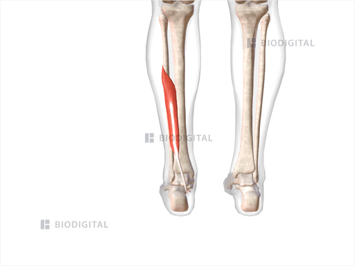 Left flexor hallucis longus | BioDigital Anatomy