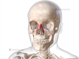 Nasalis | BioDigital Anatomy