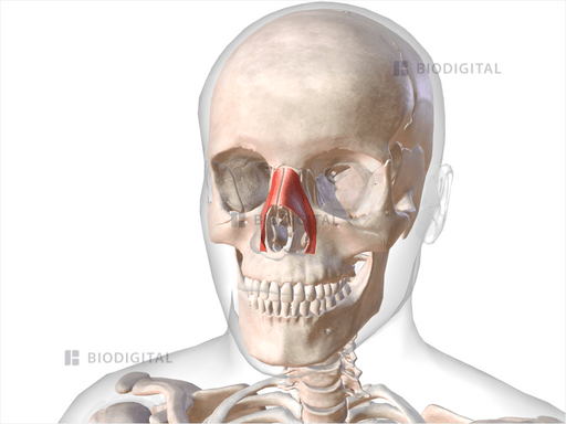 Nasalis | BioDigital Anatomy
