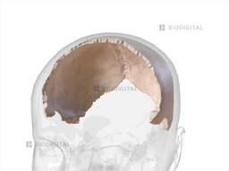 Parietal bone | BioDigital Anatomy