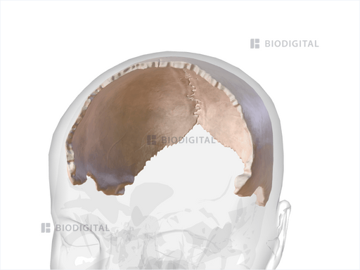 Parietal bone | BioDigital Anatomy