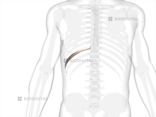 Right tenth rib | BioDigital Anatomy