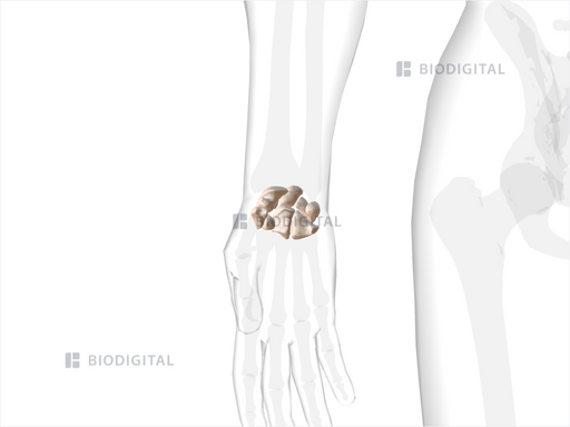 Carpal bones of right hand and wrist | BioDigital Anatomy
