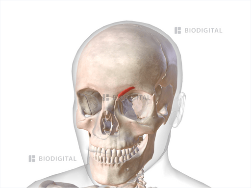 Left depressor supercilii | BioDigital Anatomy