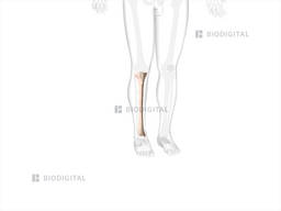 Right tibia | BioDigital Anatomy